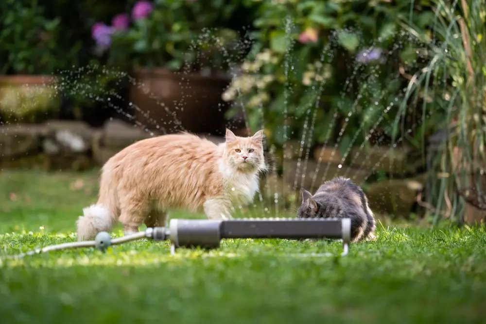 Tips tegen hittestress voor mens en dier - Beeker Tuincentrum